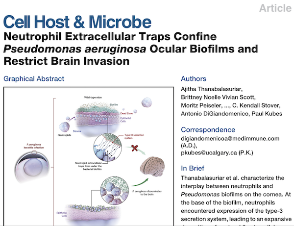 New Paper: Neutrophil Extracellular Traps Confine Pseudomonas ...
